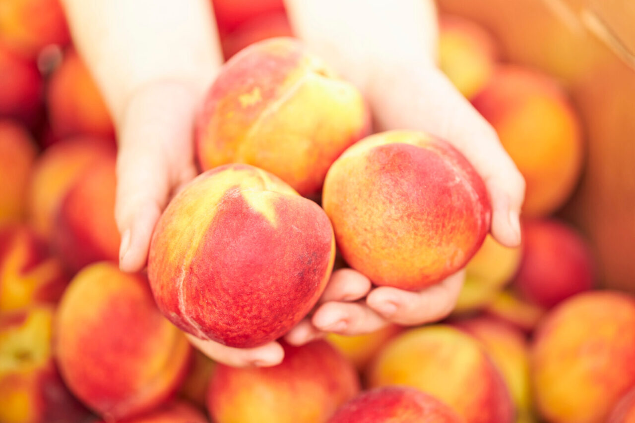 Georgia Peach Truck - Georgia Peach