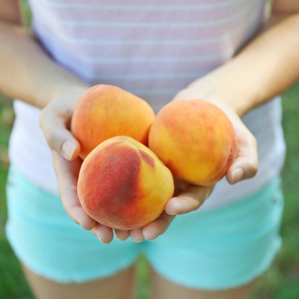 Peach Care Instructions - Georgia Peach